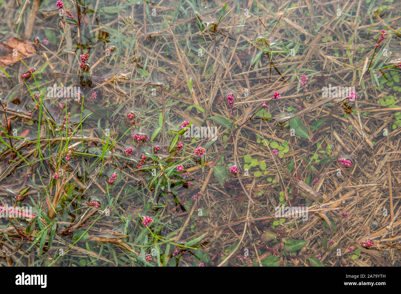 Grasses submerged grasses hi-res stock photography and images - Alamy