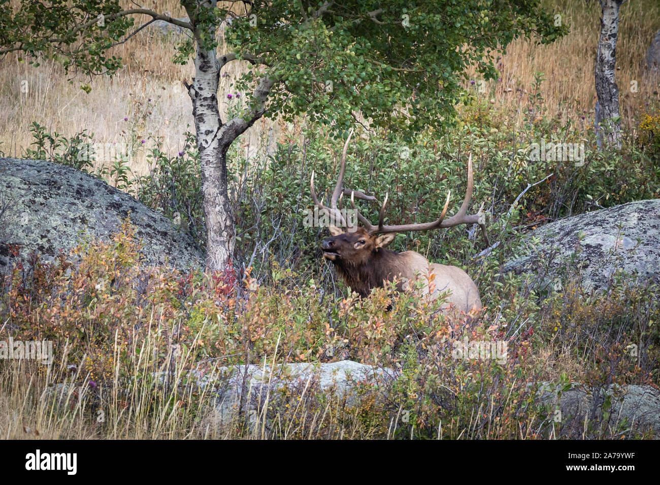 Large bull elk bugling on the hillside Stock Photo - Alamy