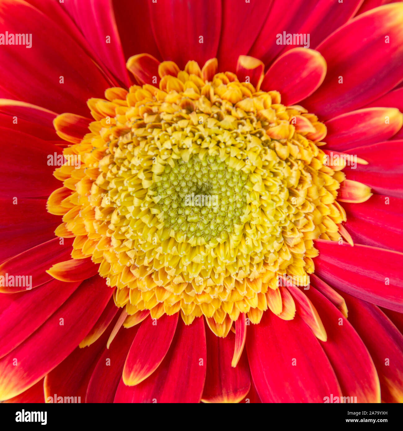 Red Gerbera close-up as background Stock Photo - Alamy