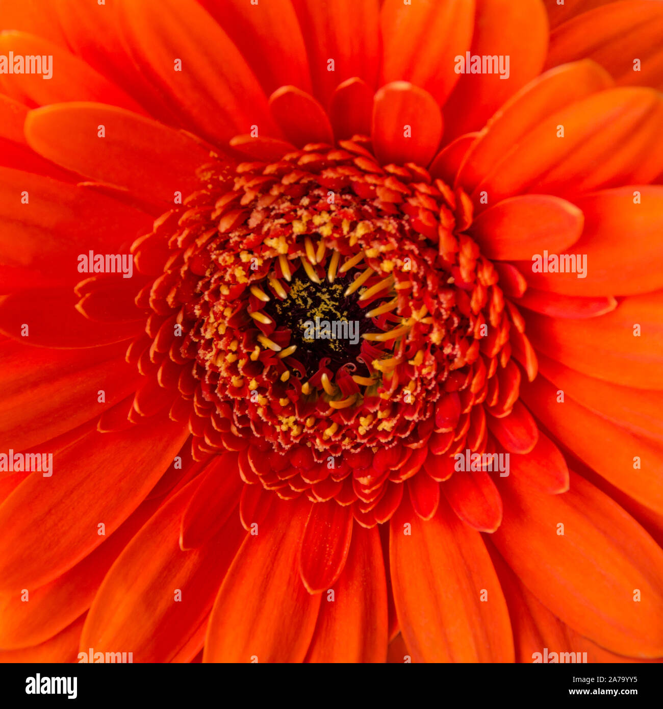 Orange Gerbera close-up as background Stock Photo - Alamy