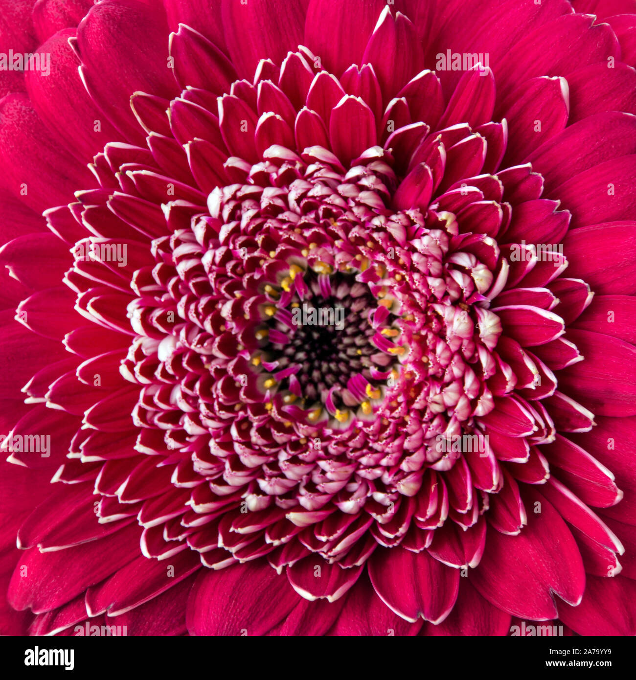 Lilac Gerbera close-up as background Stock Photo - Alamy