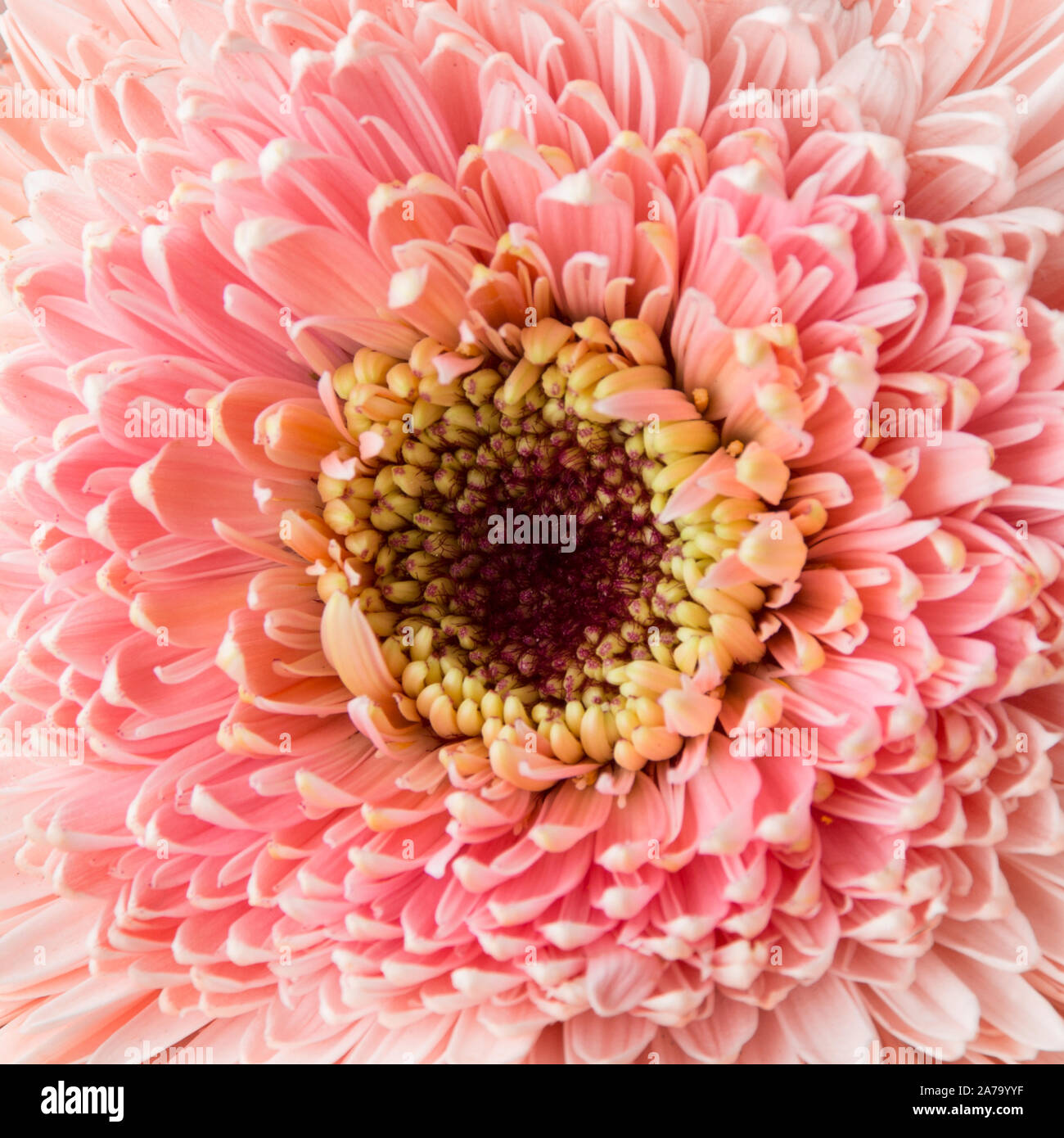 Pink Gerbera close-up as background Stock Photo - Alamy