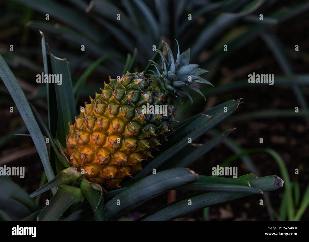 A picture of a pineapple growing in a plantation (Azores Stock Photo ...
