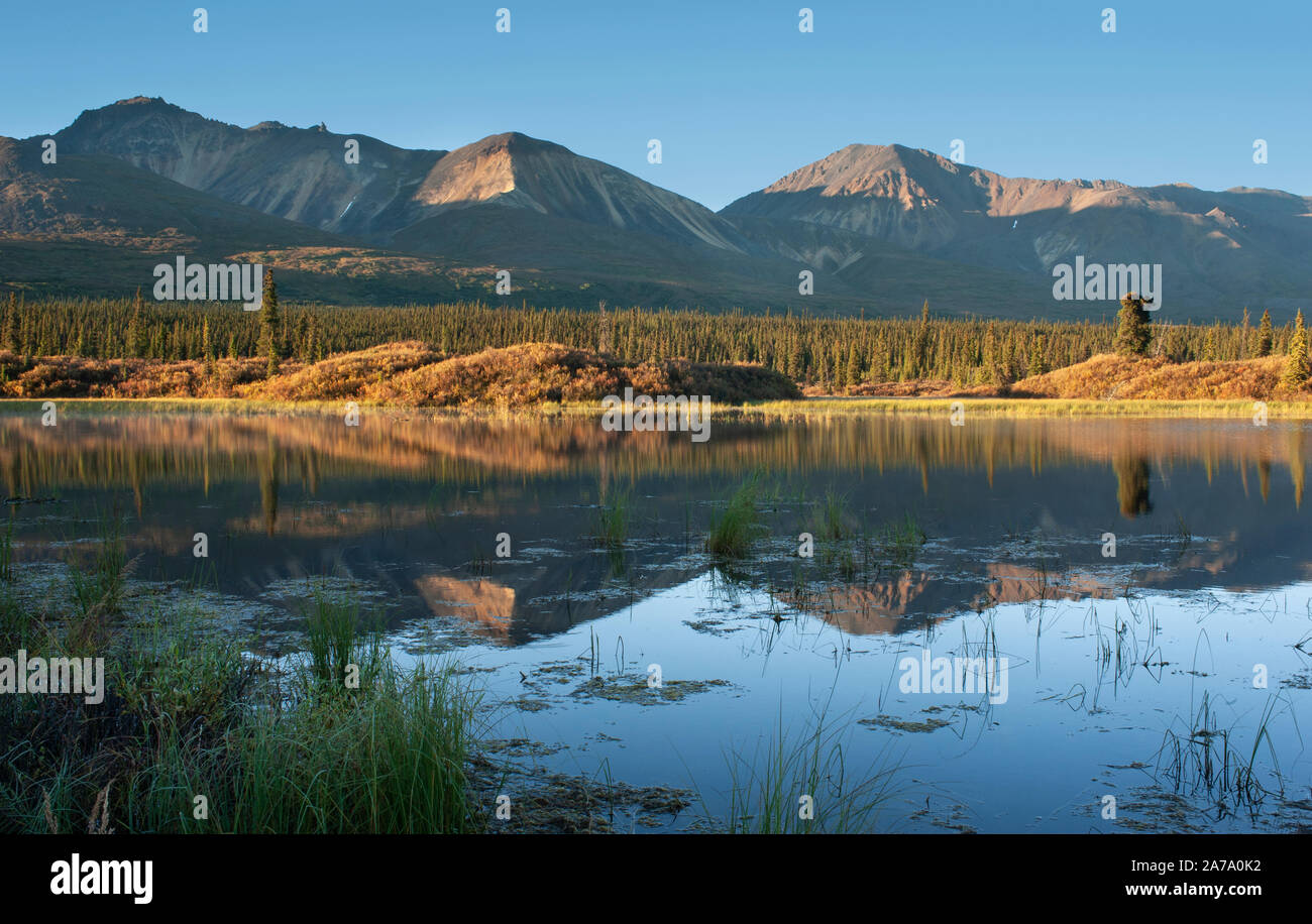 Alaska beaver pond forest hi-res stock photography and images - Alamy
