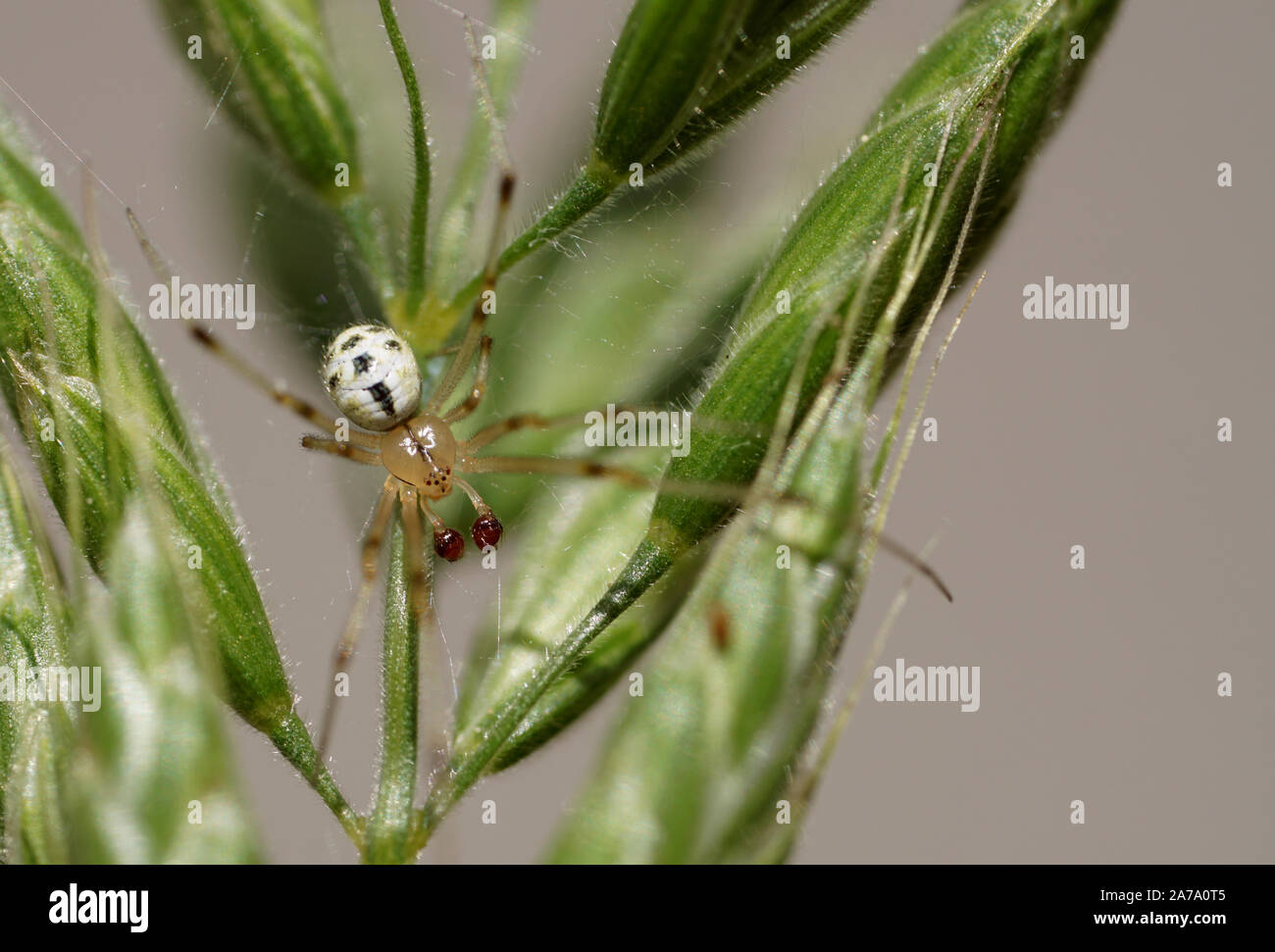Spider in picture hi-res stock photography and images - Alamy