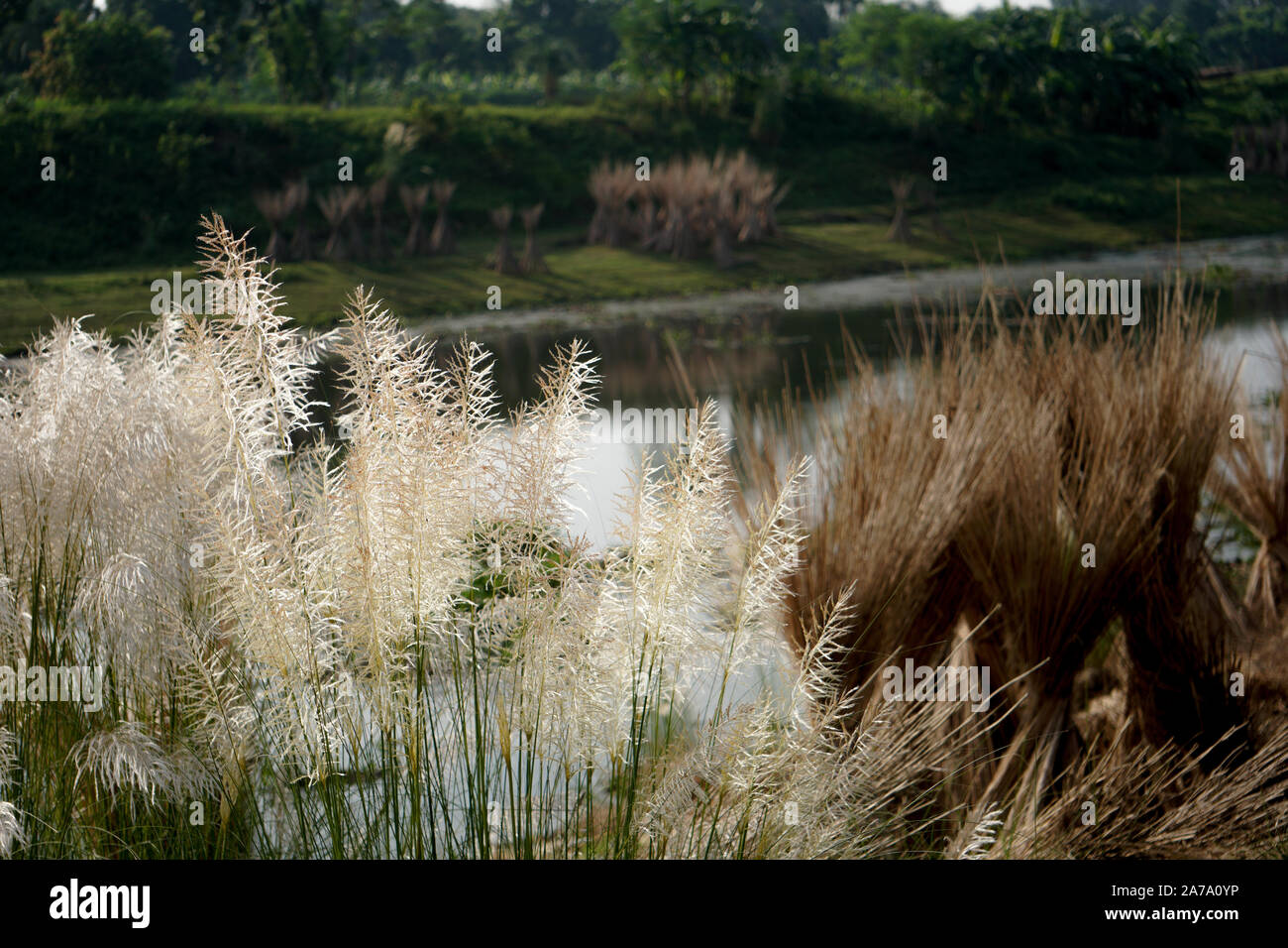 Kashful. Wild sugarcane (Saccharum spontaneum). Kashful is usually ...