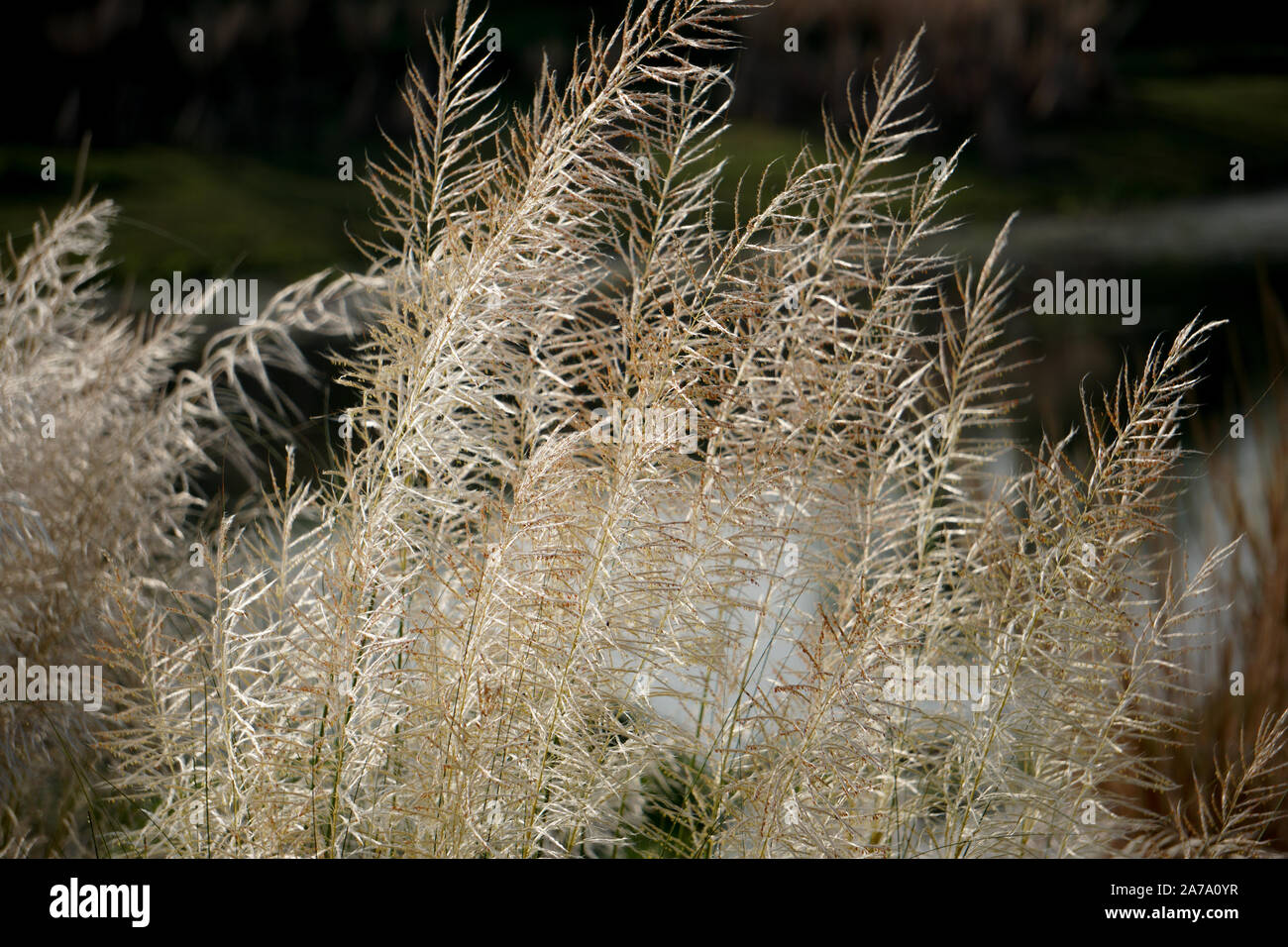 Kashful. Wild sugarcane (Saccharum spontaneum). Kashful is usually ...