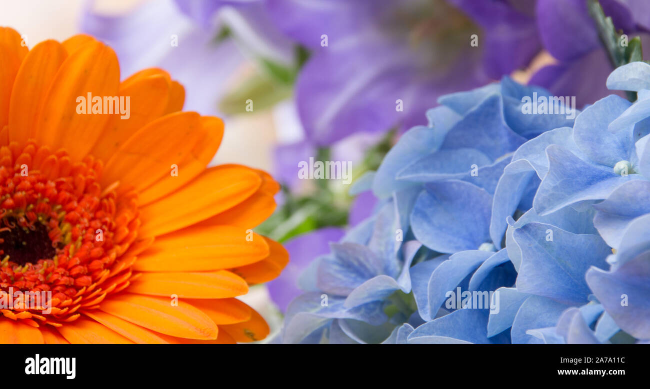 Hydrangea, and Gerbera as background banner Stock Photo - Alamy