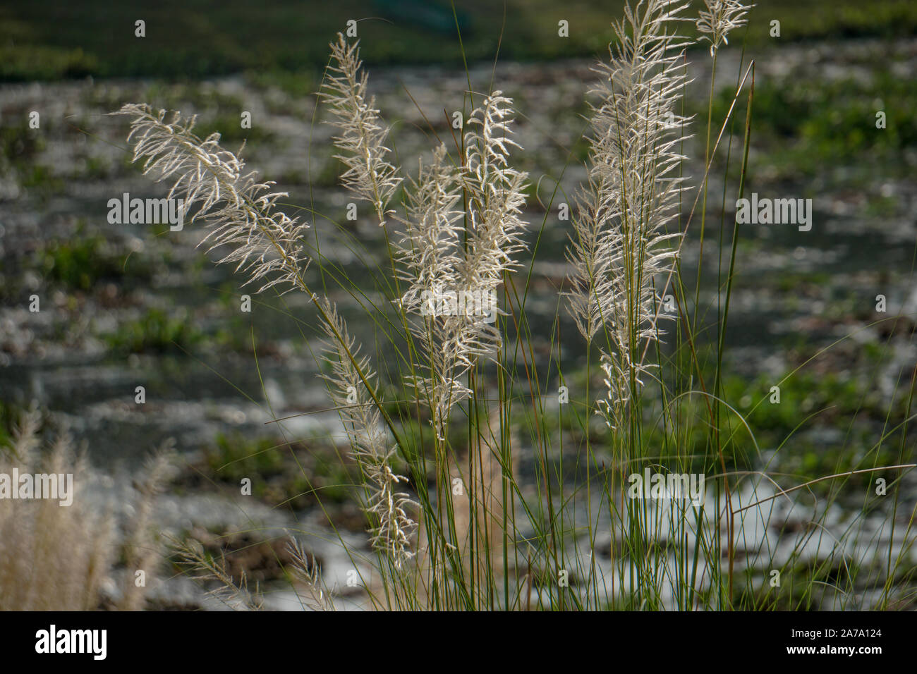 White background bangladesh hi-res stock photography and images - Alamy