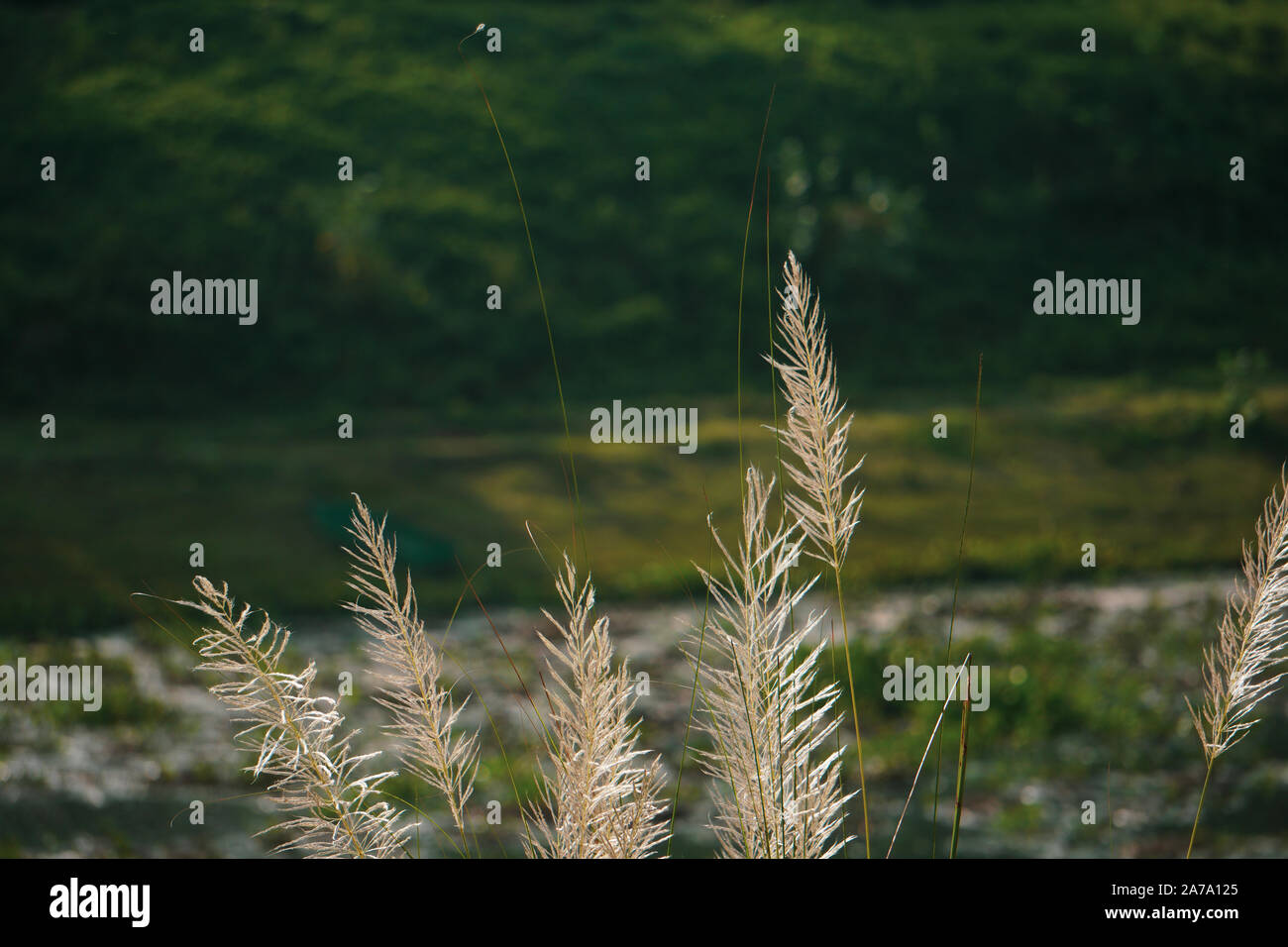 Spring flower of bangladesh hi-res stock photography and images - Alamy