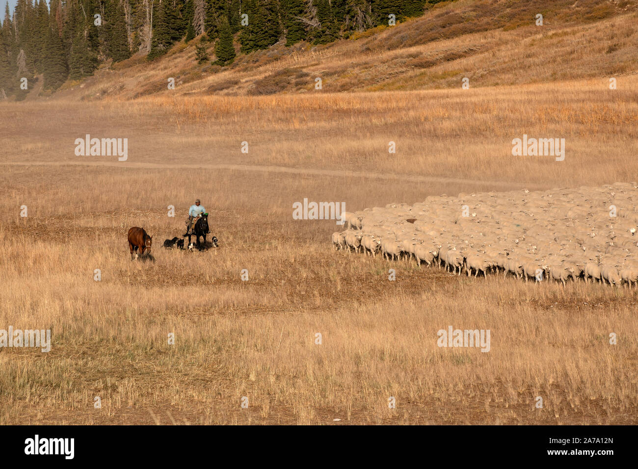 Sheep herder on horseback hi-res stock photography and images - Alamy