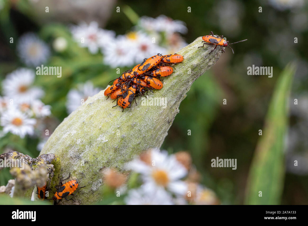 Large milkweed bugs on common milkweed pod Stock Photo - Alamy