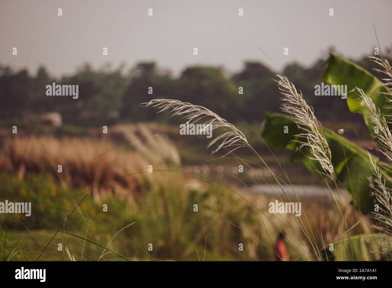 Kashful hi-res stock photography and images - Alamy