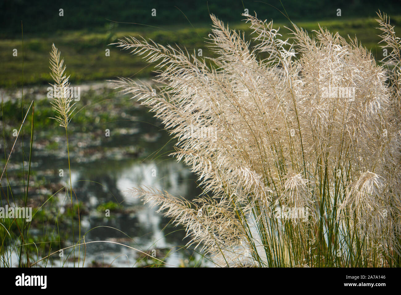 Kashful. Wild sugarcane (Saccharum spontaneum). Kashful is usually ...