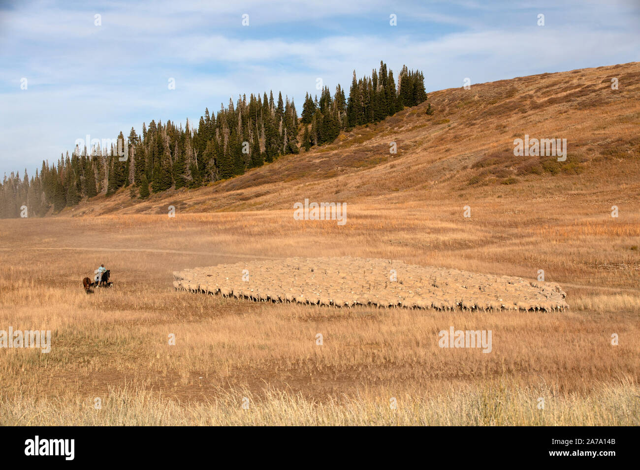 Sheep herd high mountain range horse dogs. Sheep herder on horse, dogs ...