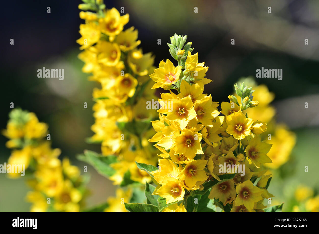 Lysimachia Punctata Dotted Loosestrife High Resolution Stock ...