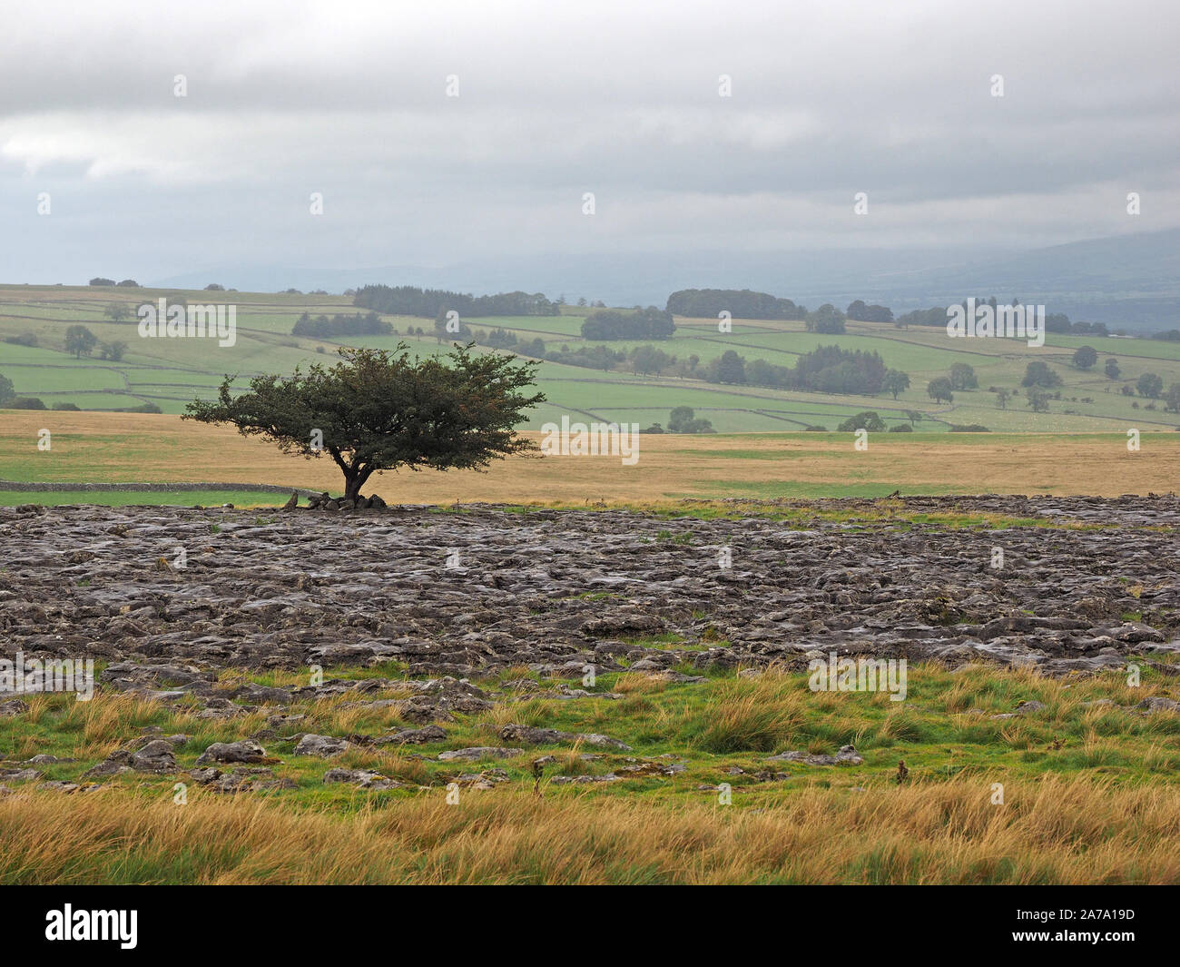 classic landscape with iconic lone Hawthorn tree (Crataegus monogyna ...