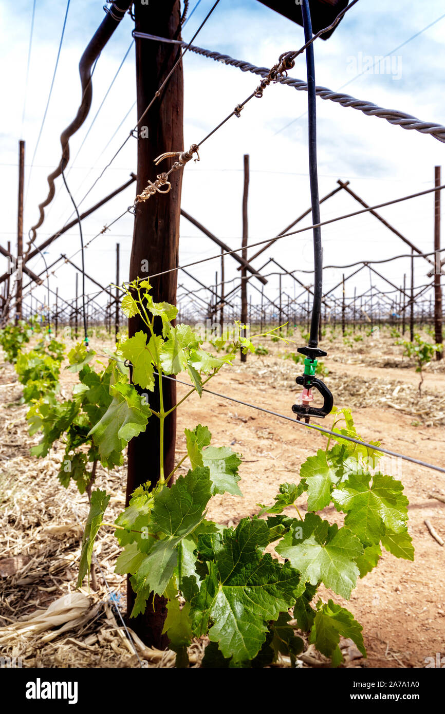New grape vineyard being planted - grape cultivation Stock Photo - Alamy