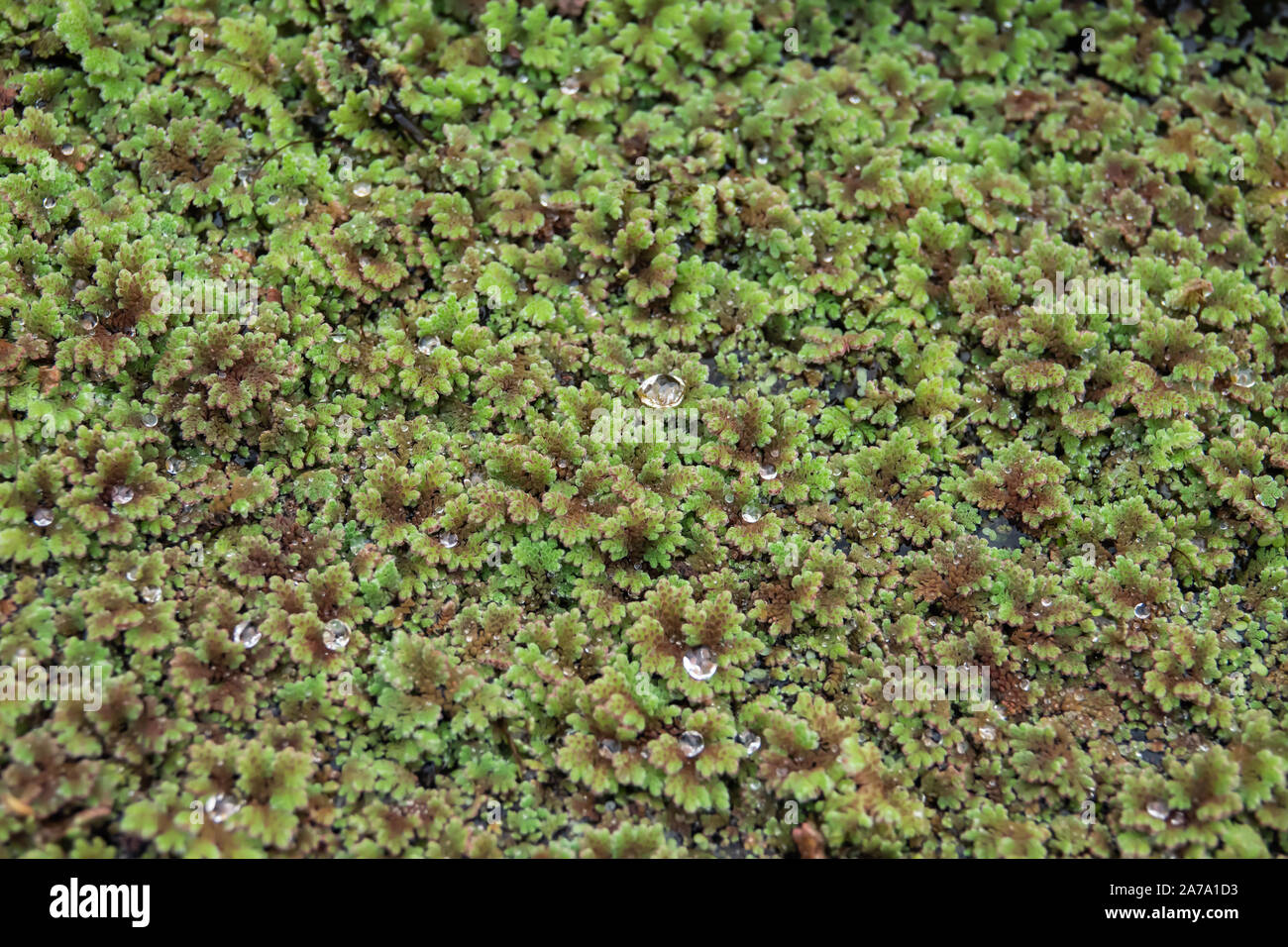 Mosquito Fern on Pond in Springtime Stock Photo - Alamy