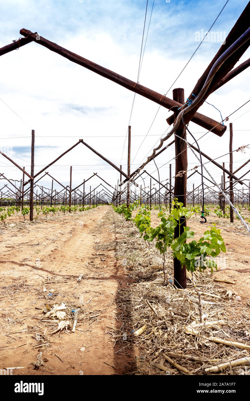 New grape vineyard being planted - grape cultivation Stock Photo - Alamy