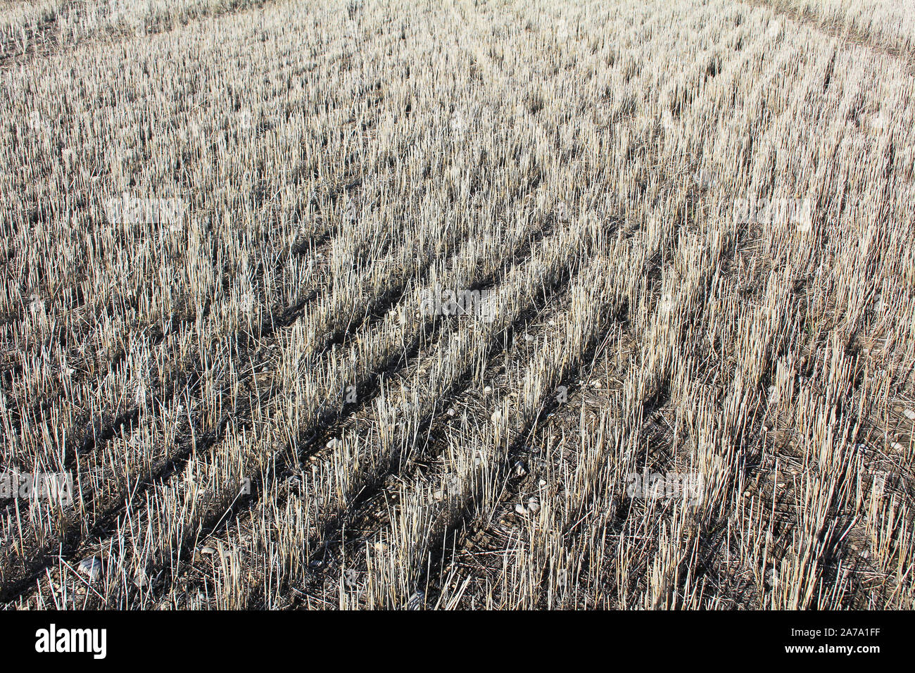 Texture of Stubble field - Montana Stock Photo - Alamy
