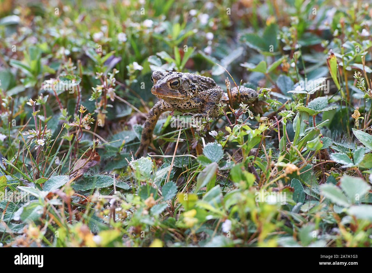 Eastern american toad hi-res stock photography and images - Alamy