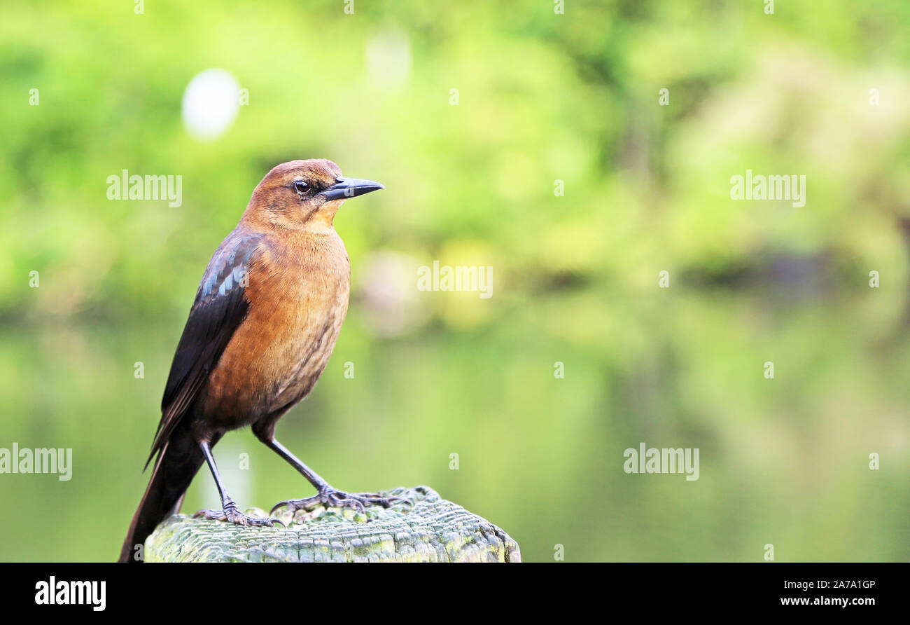 Great tailed Grackle Stock Photo - Alamy