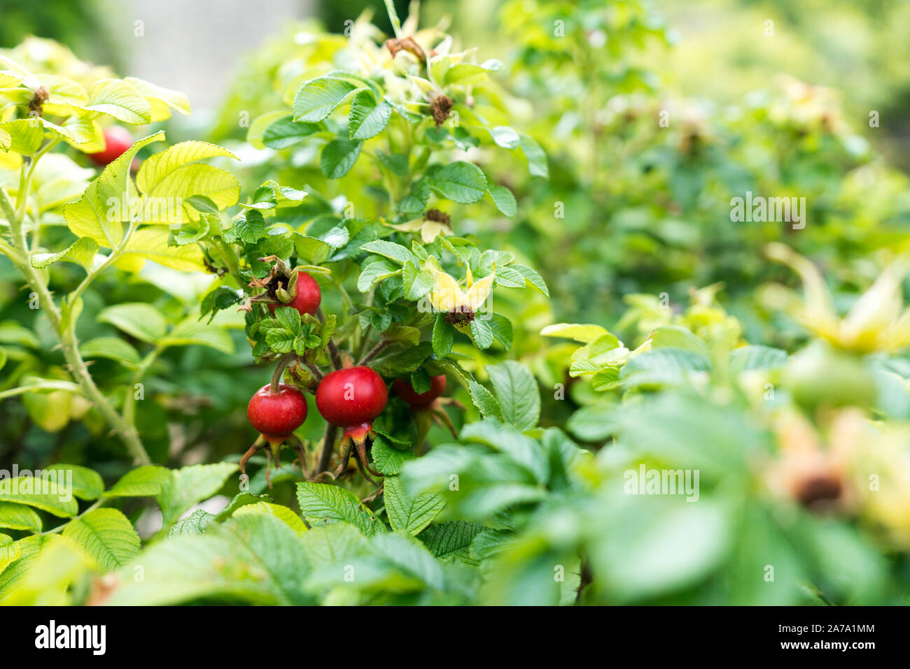 close up view of a rose plant with large ripe rose hip fruits Stock ...