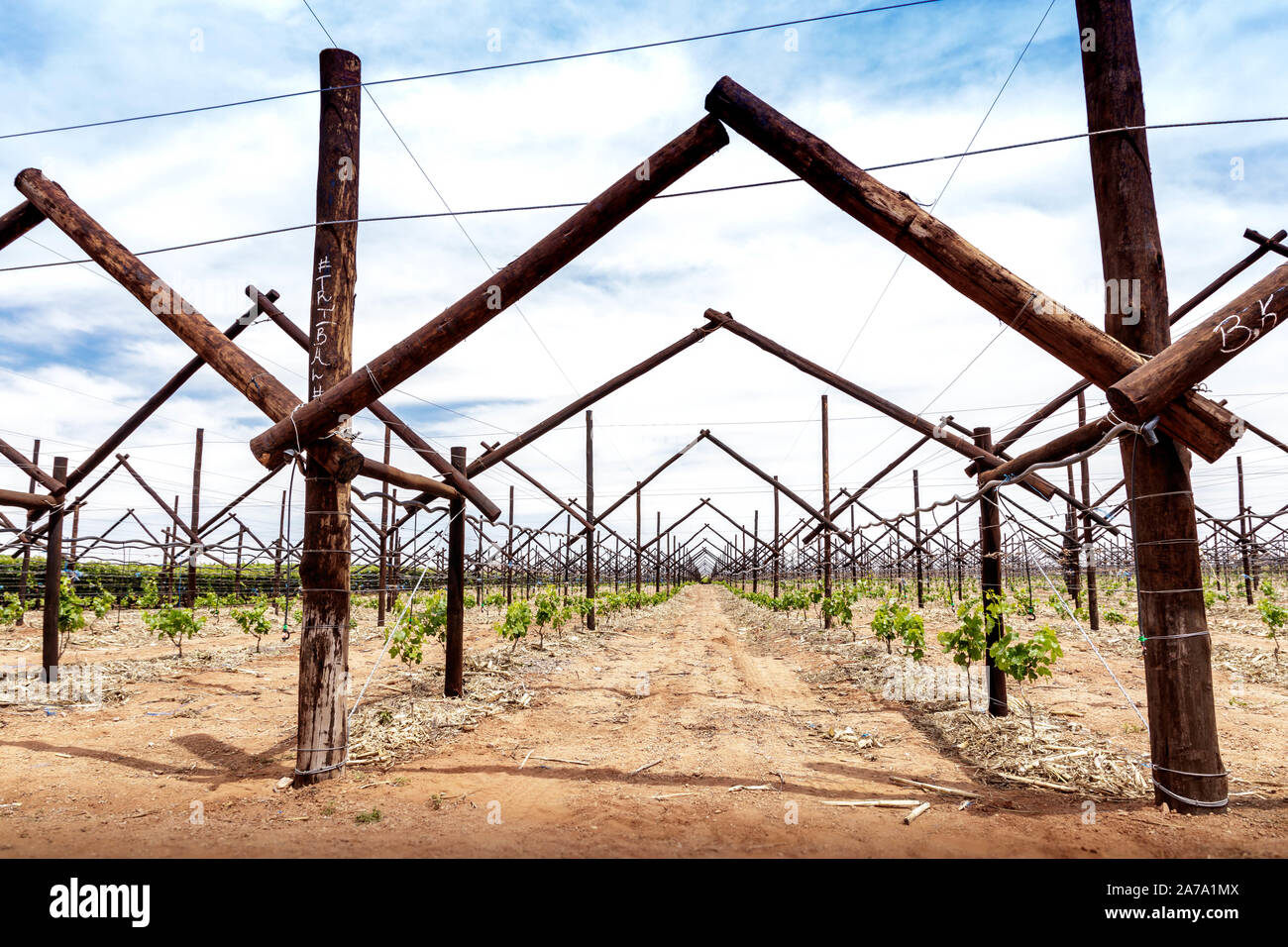 New grape vineyard being planted - grape cultivation Stock Photo - Alamy