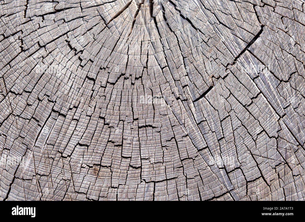 close up a round cutted tree backgrounds. cross section of the tree ...
