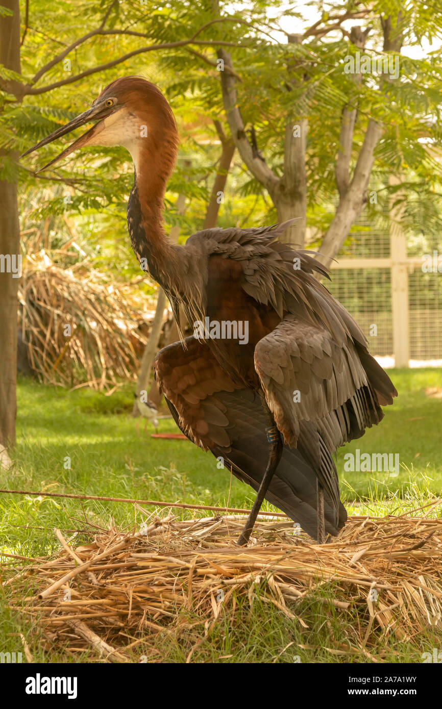 The Goliath heron, also known as the giant heron, Wasit Wetlands Center ...