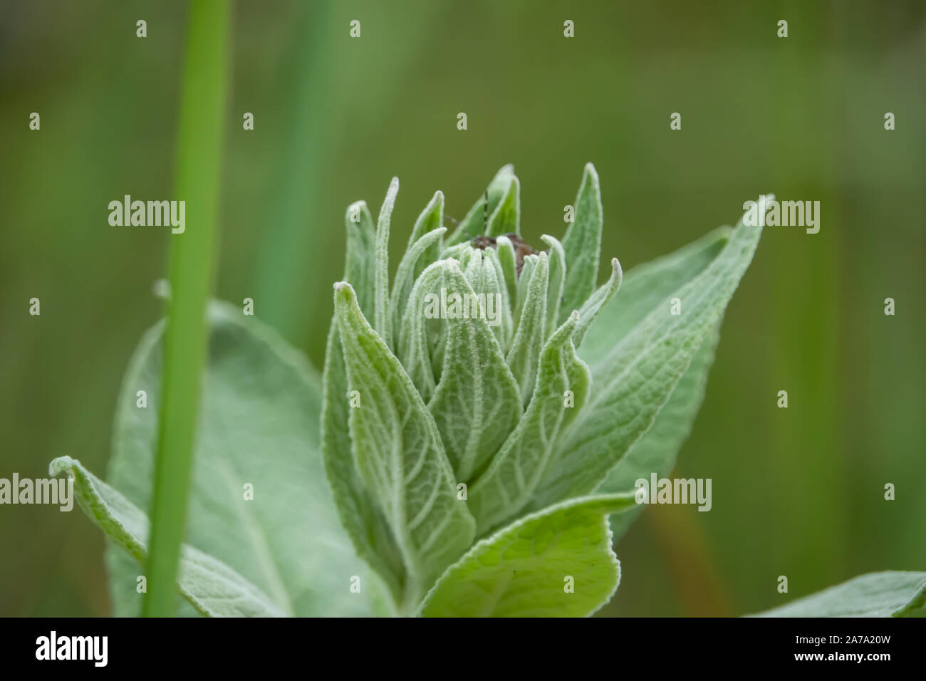 Mullein Leaves Sprouting in Springtime Stock Photo - Alamy
