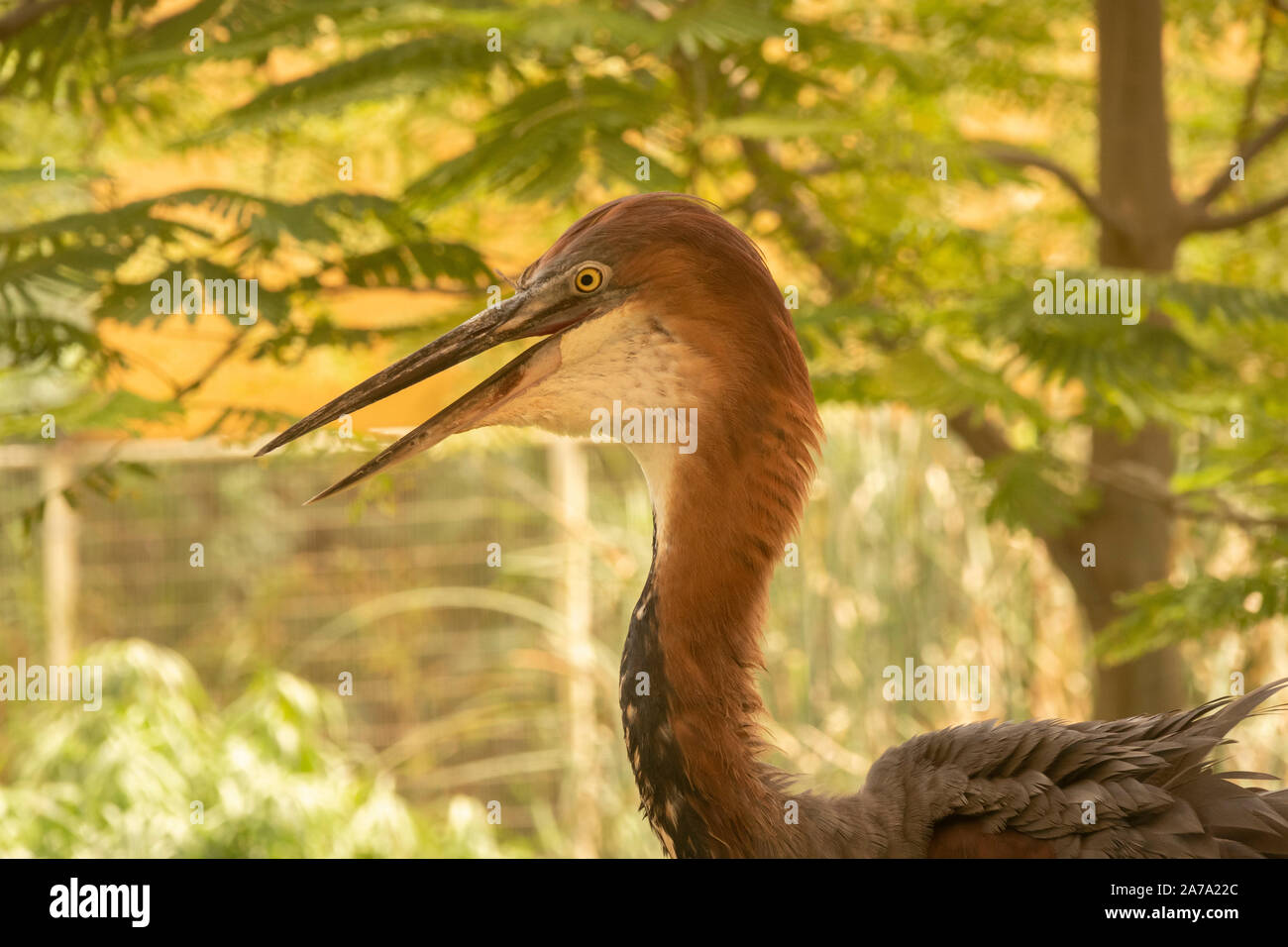 The Goliath heron, also known as the giant heron, Wasit Wetlands Center ...