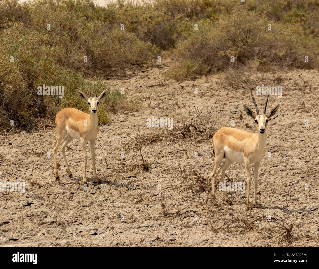 The rhim gazelle or rhim (Gazella leptoceros), Wasit Wetlands Center ...