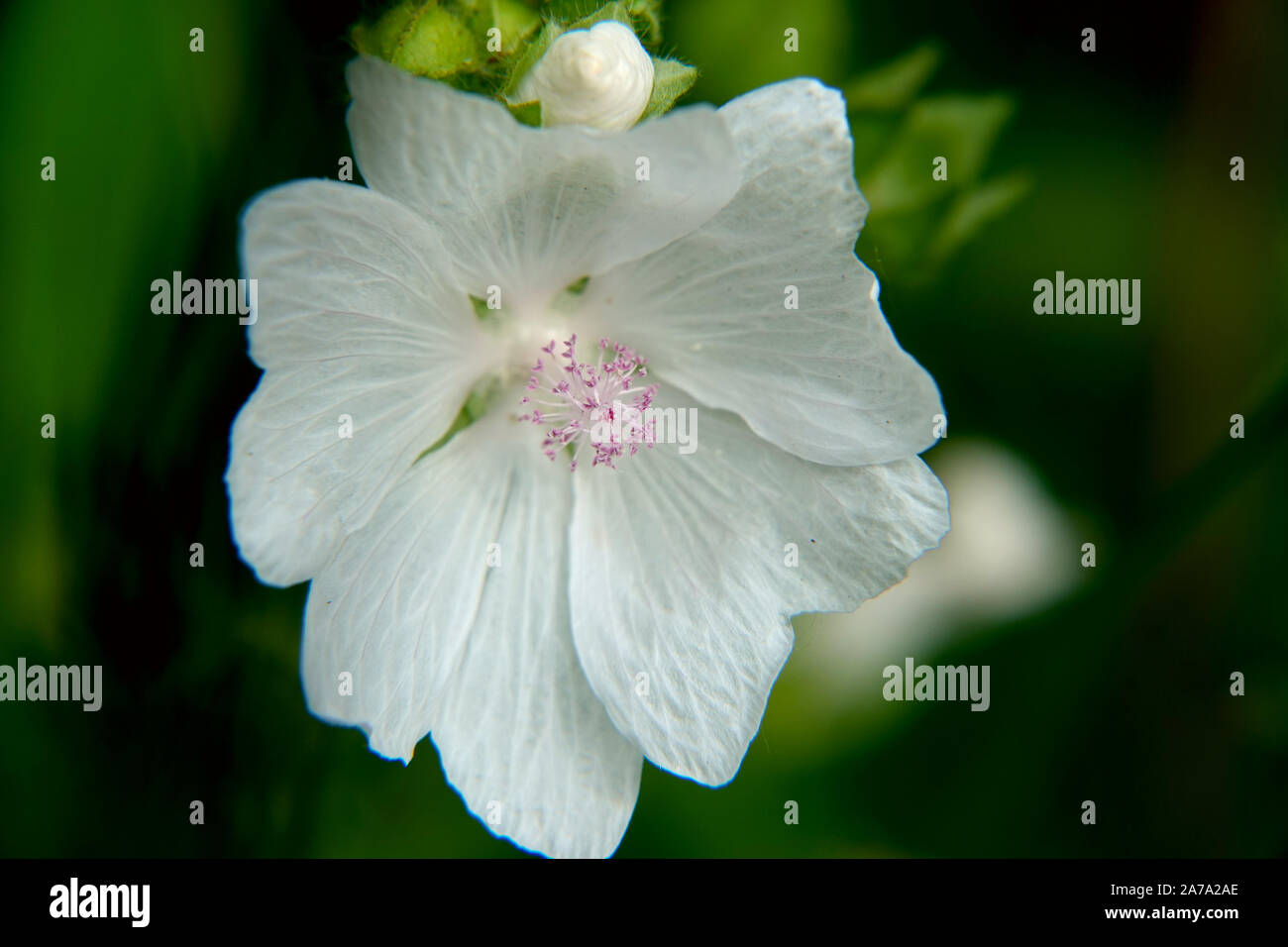 White musk flower hi-res stock photography and images - Alamy