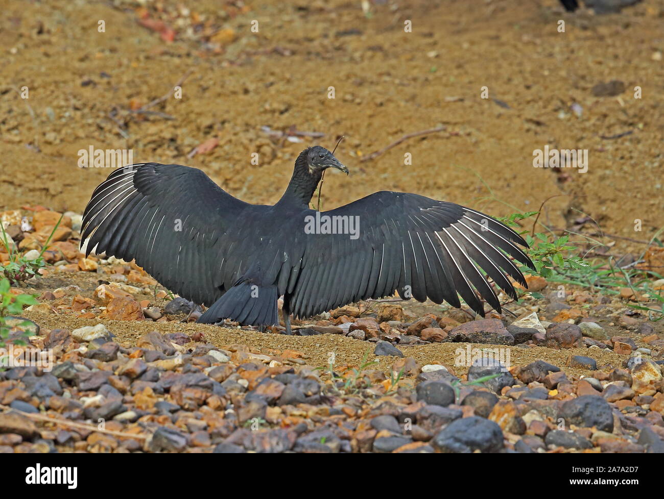 American Black Vulture (Coragyps atratus) adult standing on river bank ...