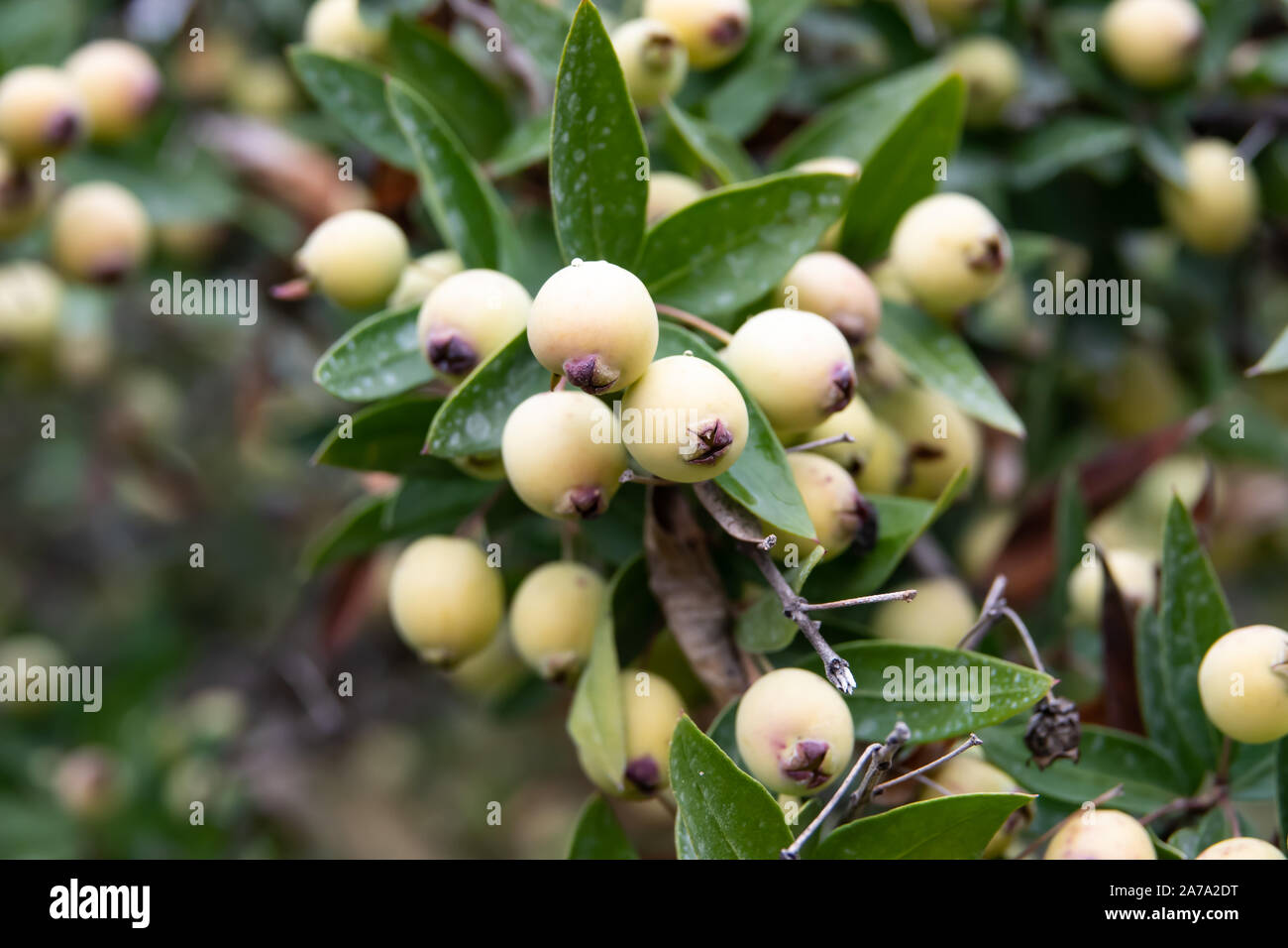 Unripe Myrtle Fruits in Autumn Stock Photo - Alamy