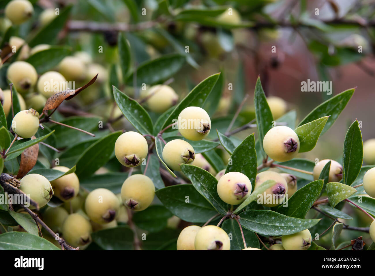 True myrtle leaf hi-res stock photography and images - Alamy