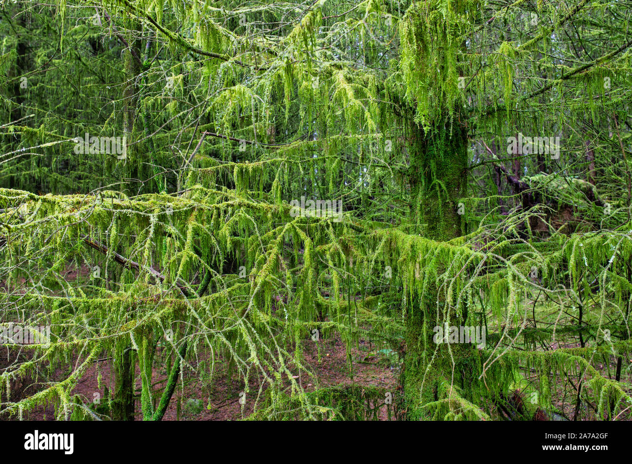 Hanging moss hi-res stock photography and images - Alamy