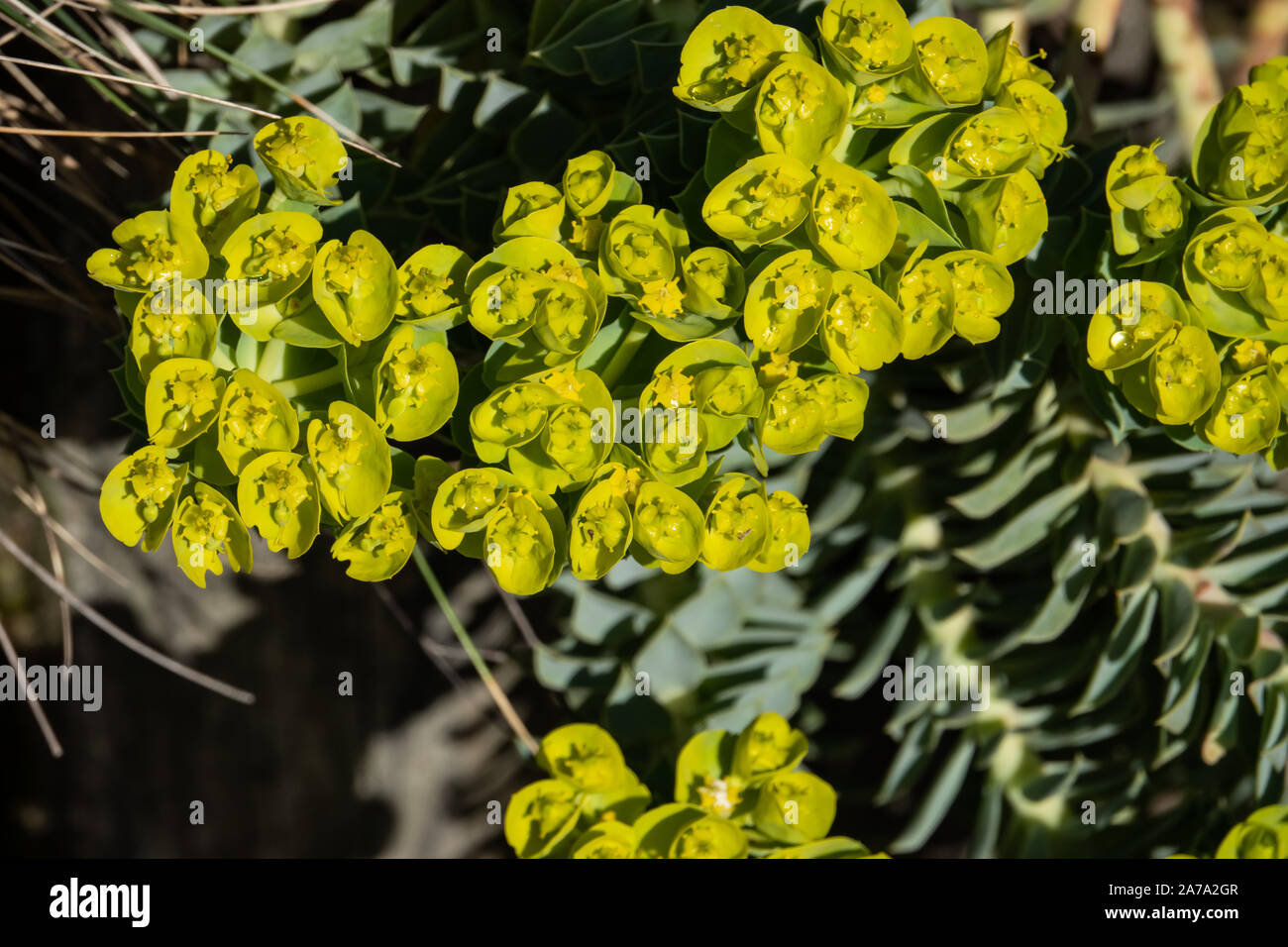 Spurge flowers in detail hi-res stock photography and images - Alamy