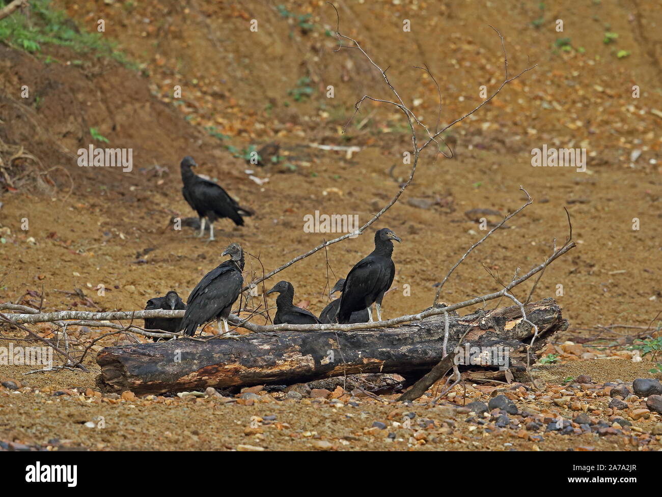 Loafing bird hi-res stock photography and images - Alamy