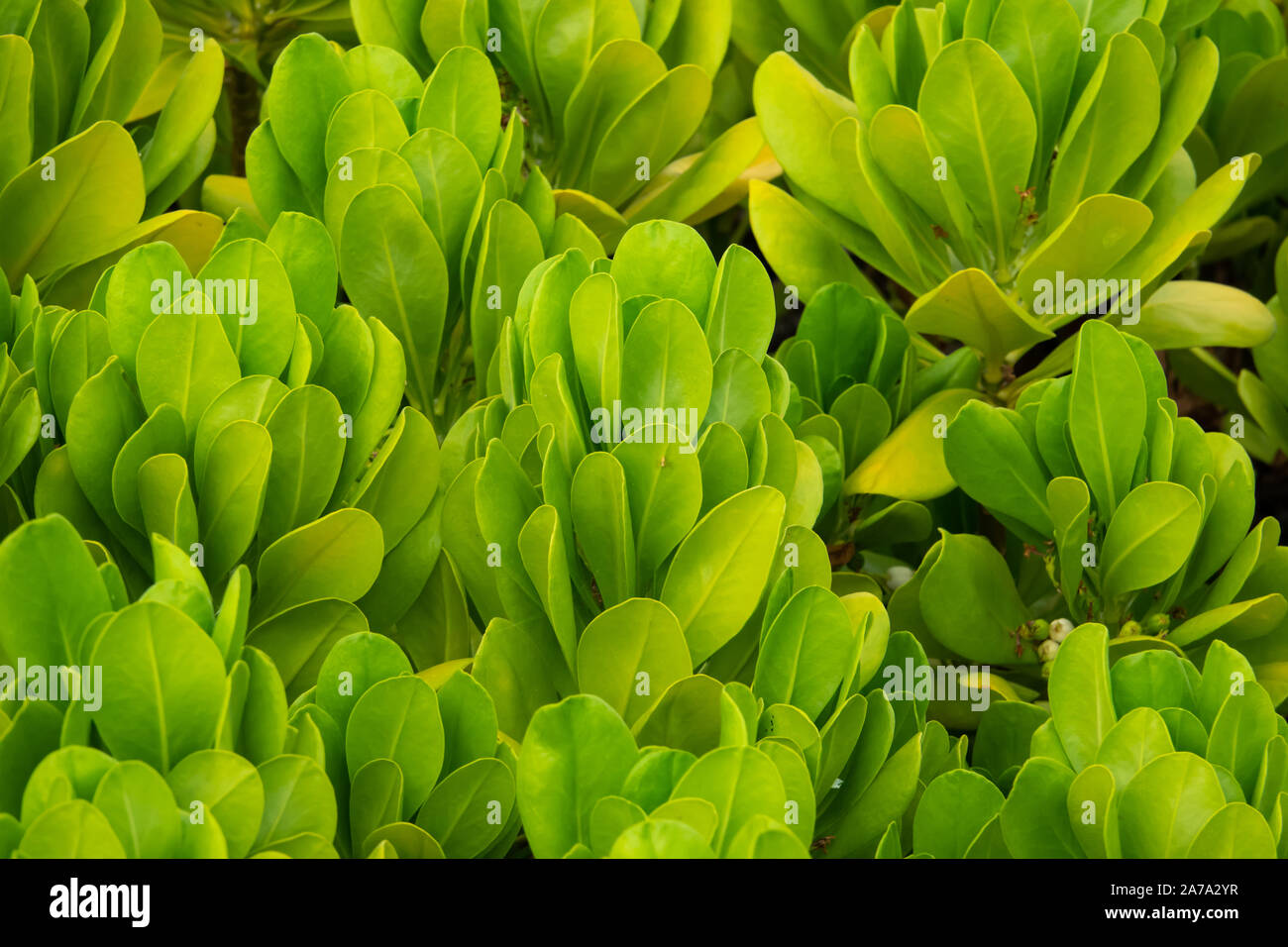 Naupaka plant hi-res stock photography and images - Alamy