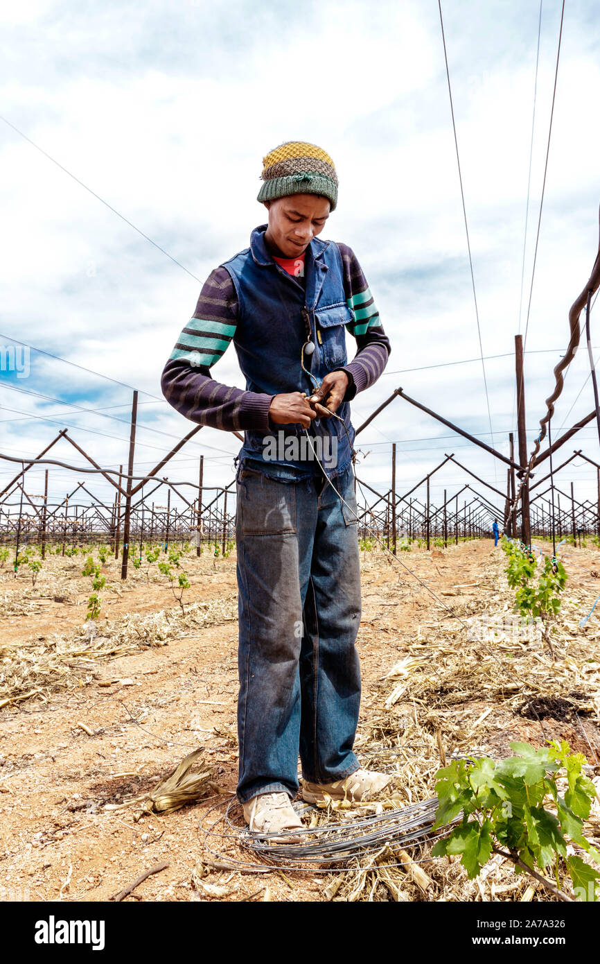 New grape vineyard being planted - grape cultivation Stock Photo - Alamy