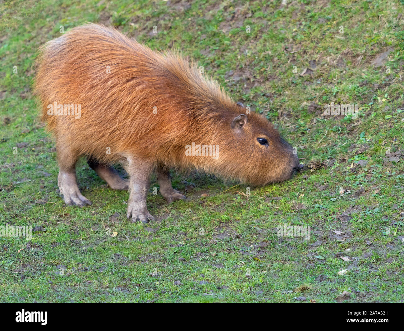 Capybara largest living rodent hi-res stock photography and images - Alamy