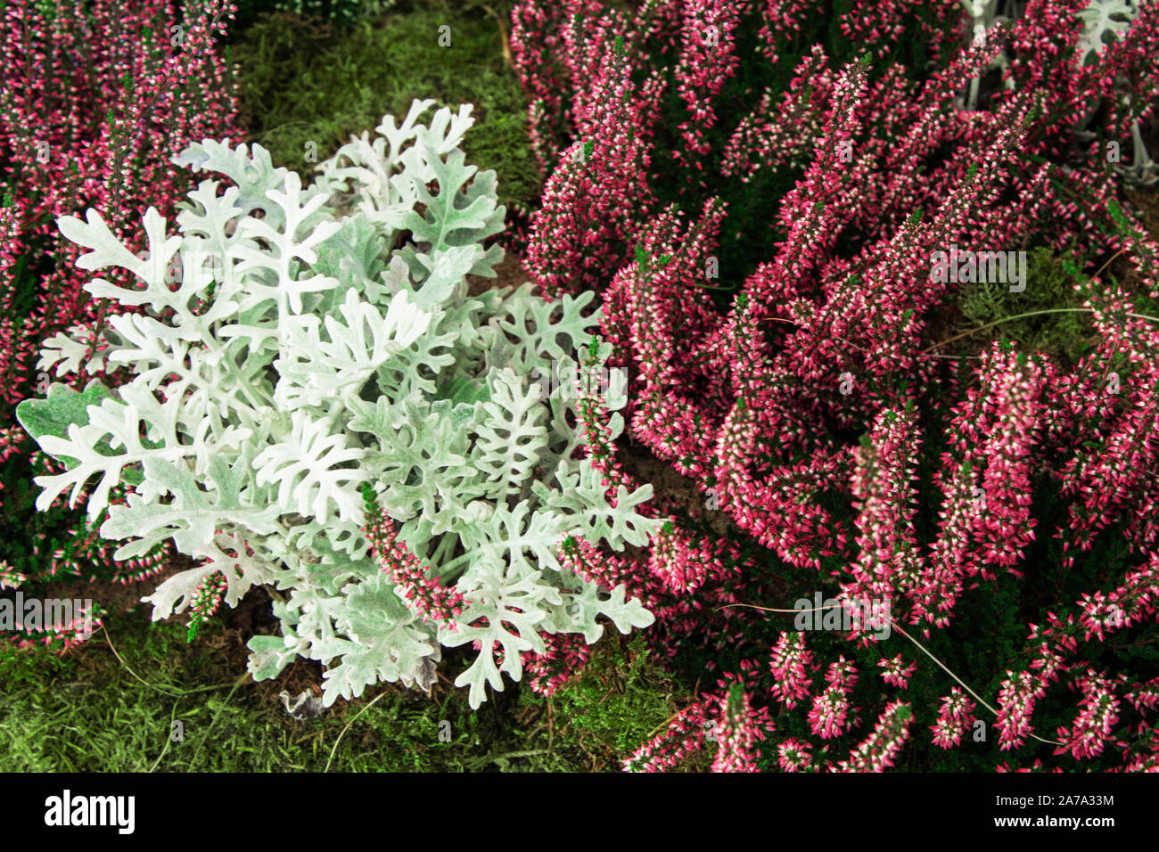 Erika plants hi-res stock photography and images - Alamy