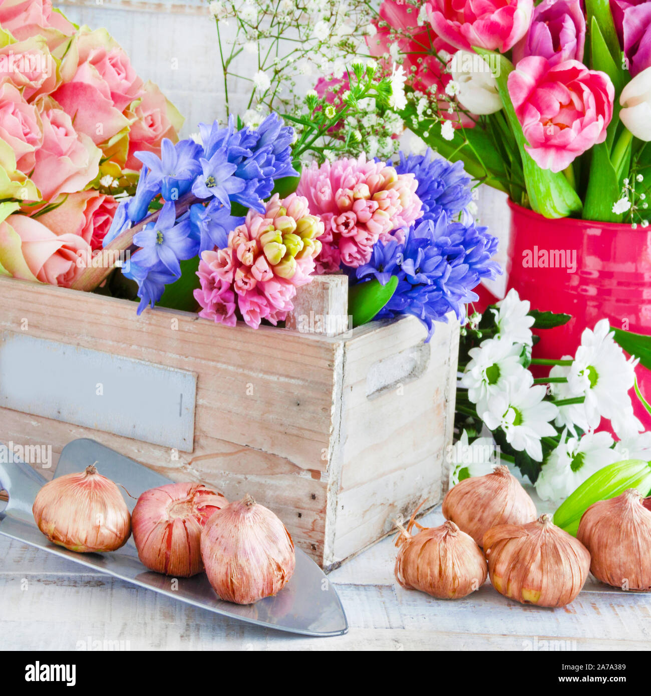 Flowers and bulbs in wooden box Stock Photo - Alamy