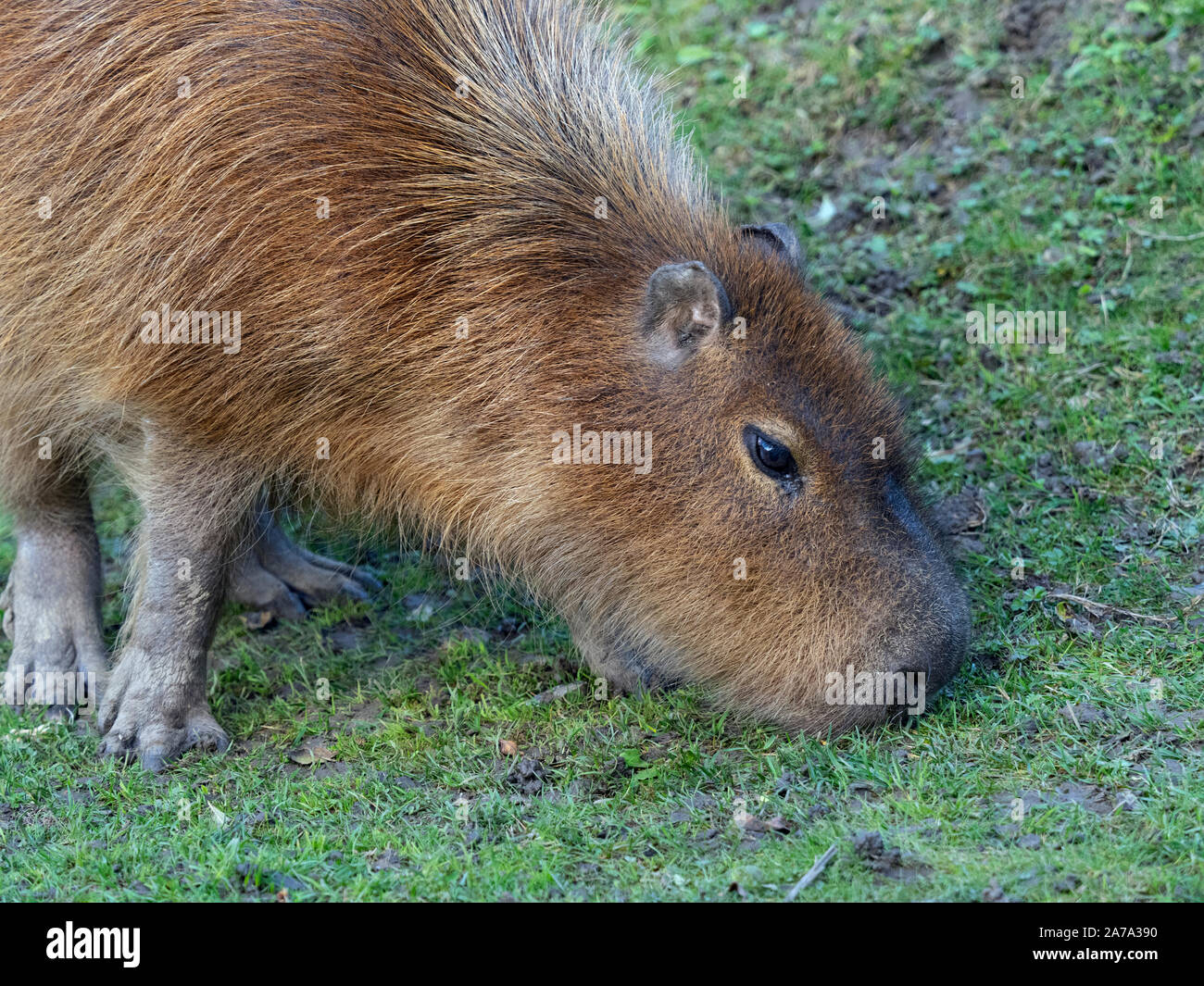 Capybara Hydrochoerus hydrochaeris Stock Photo - Alamy