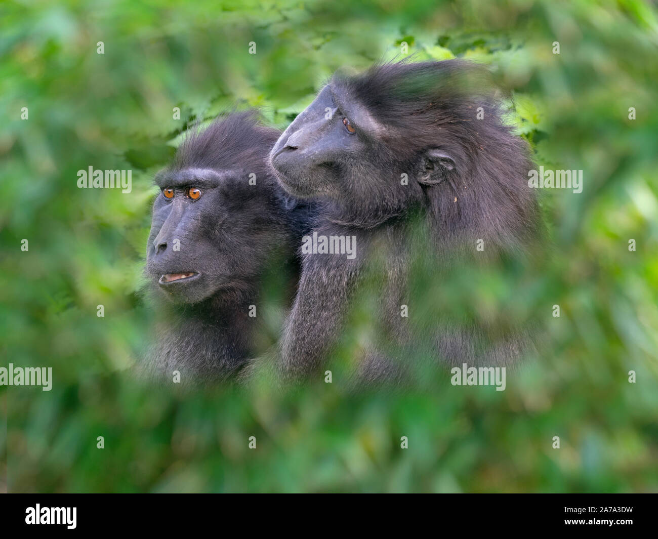 Celebes crested macaque Macaca nigra also known as the crested black ...