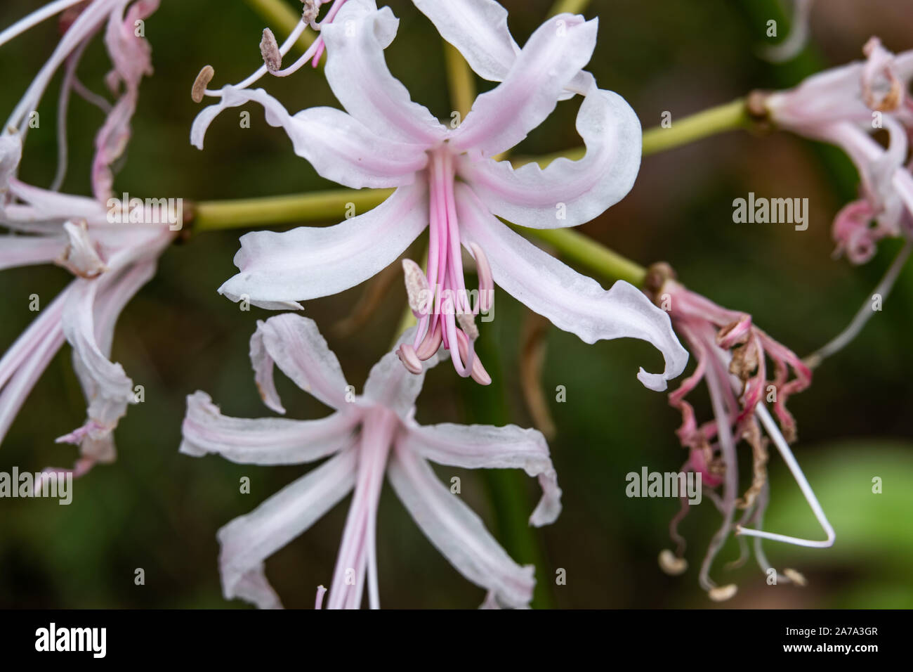 Nerine nerine pink botany hi-res stock photography and images - Alamy