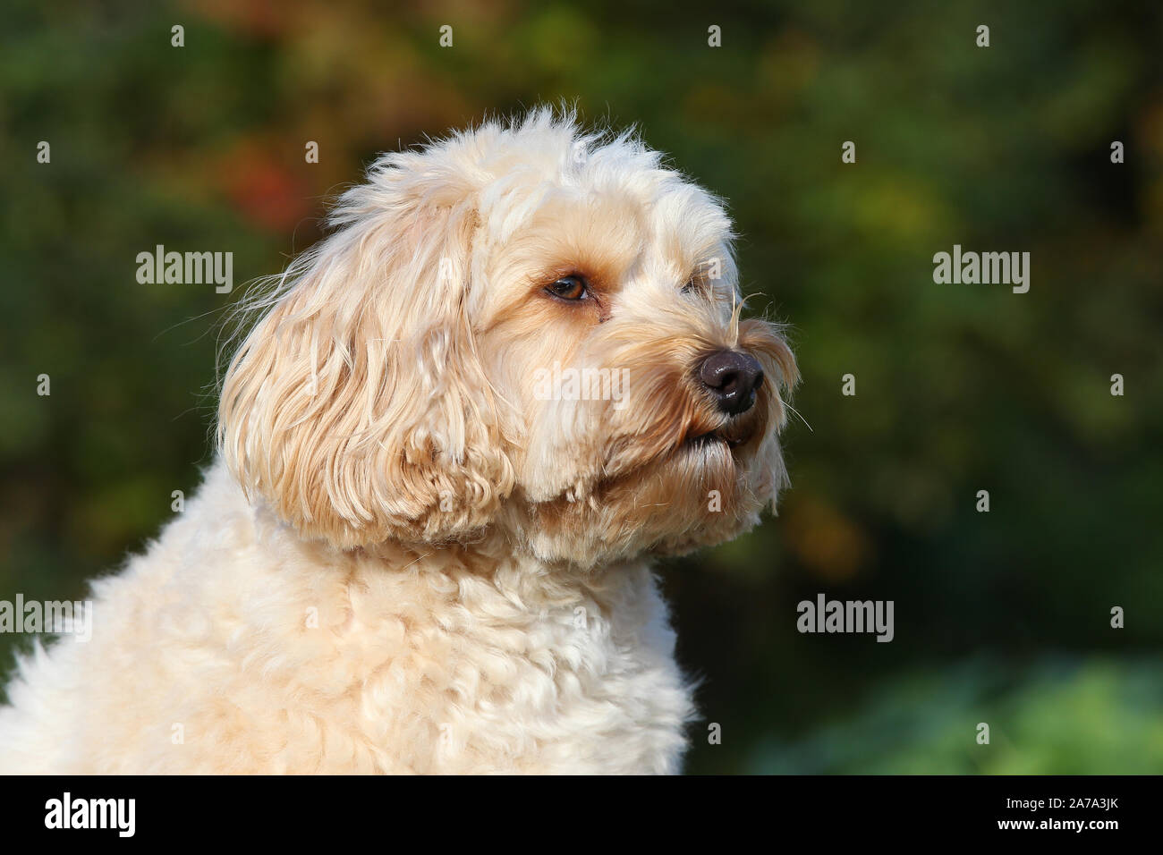 Springing toy hi-res stock photography and images - Alamy